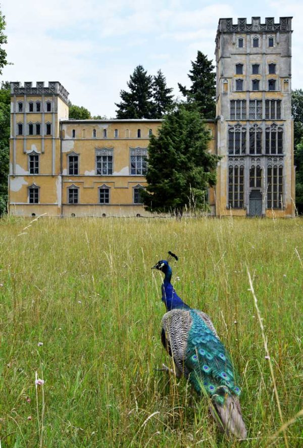 Die Pfaueninsel in Berlin | Deutschland mal anders