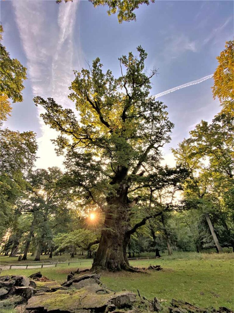 Der Baumkronenpfad Ivenacker Eichen | Deutschland mal anders